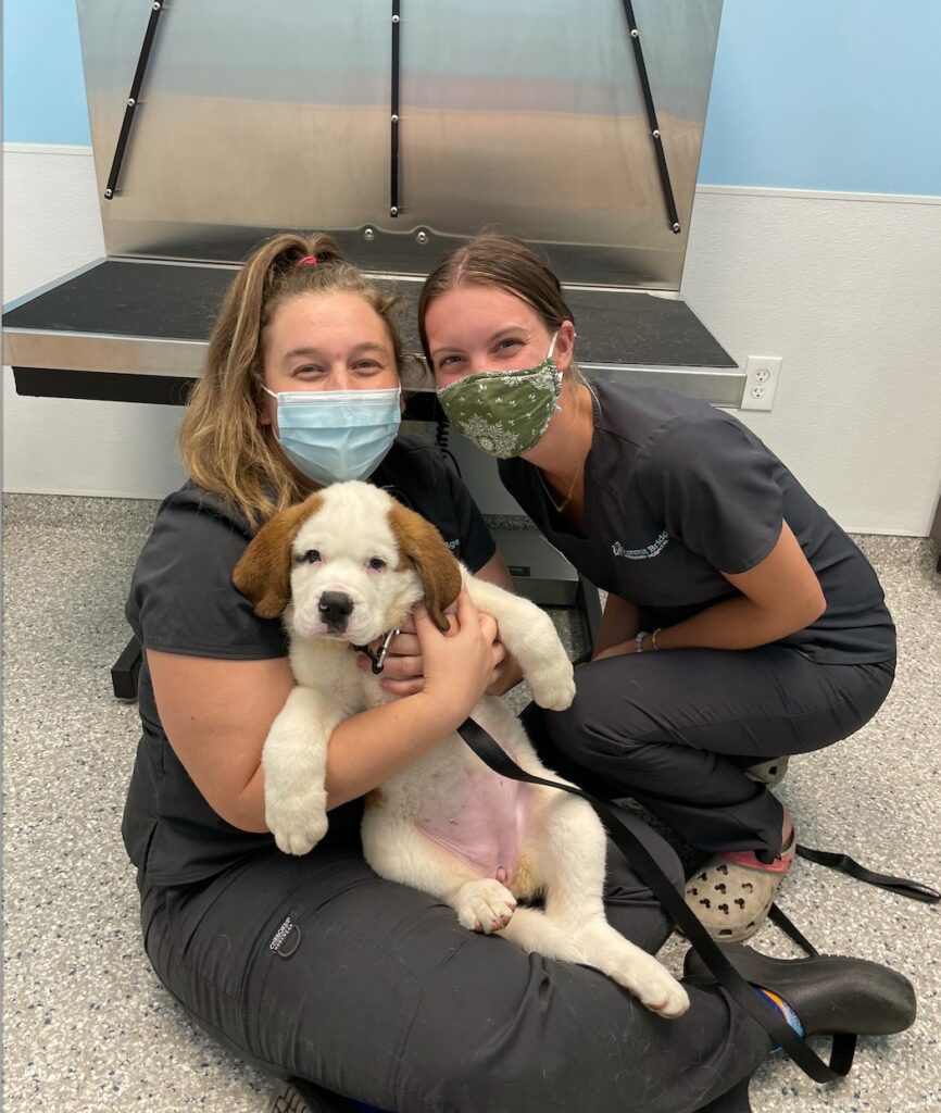 Veterinary Careers in Bear, DE | Summit Bridge Veterinary Hospital